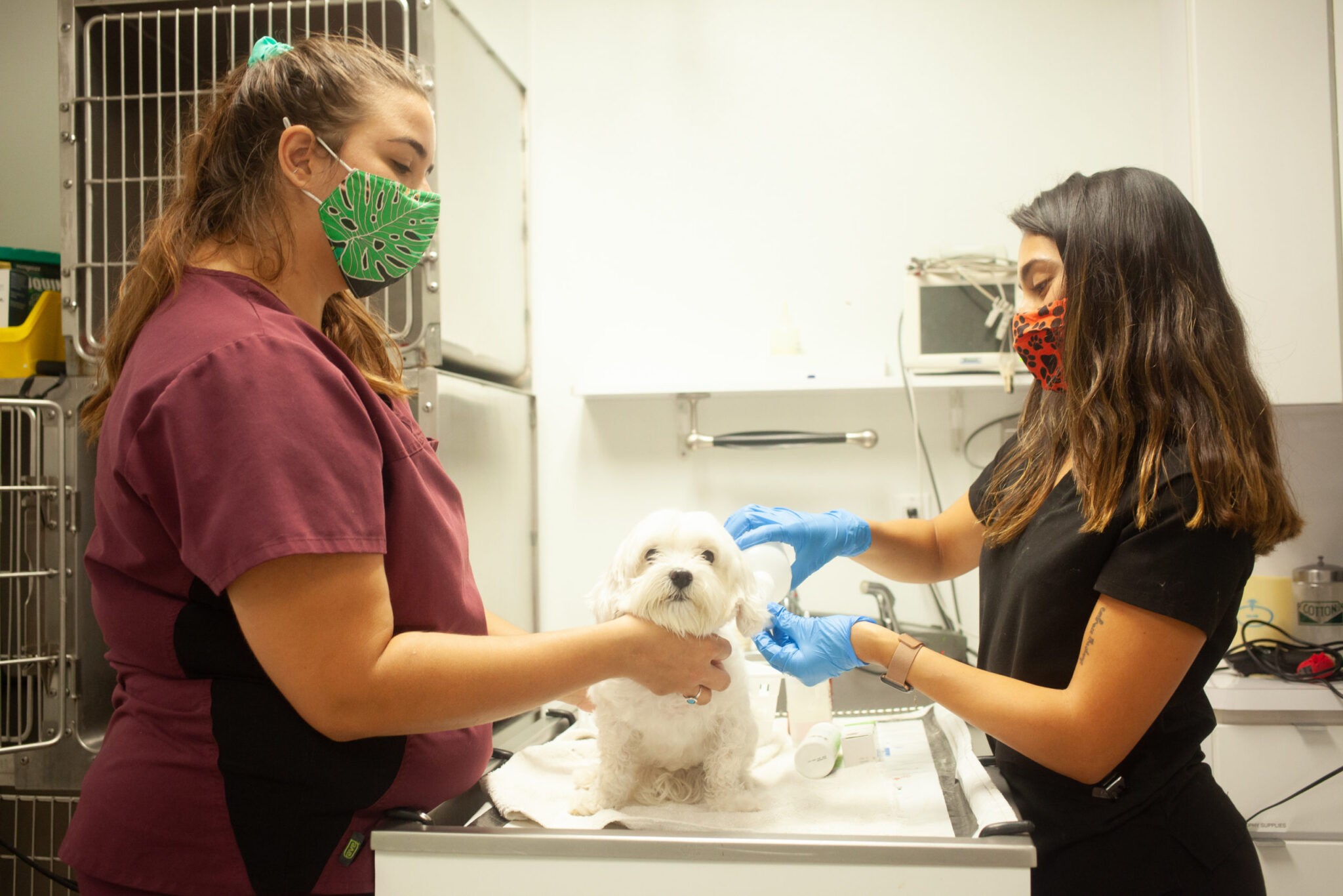 Meet the Staff | Dadeland Animal Hospital of Miami | Veterinary Care
